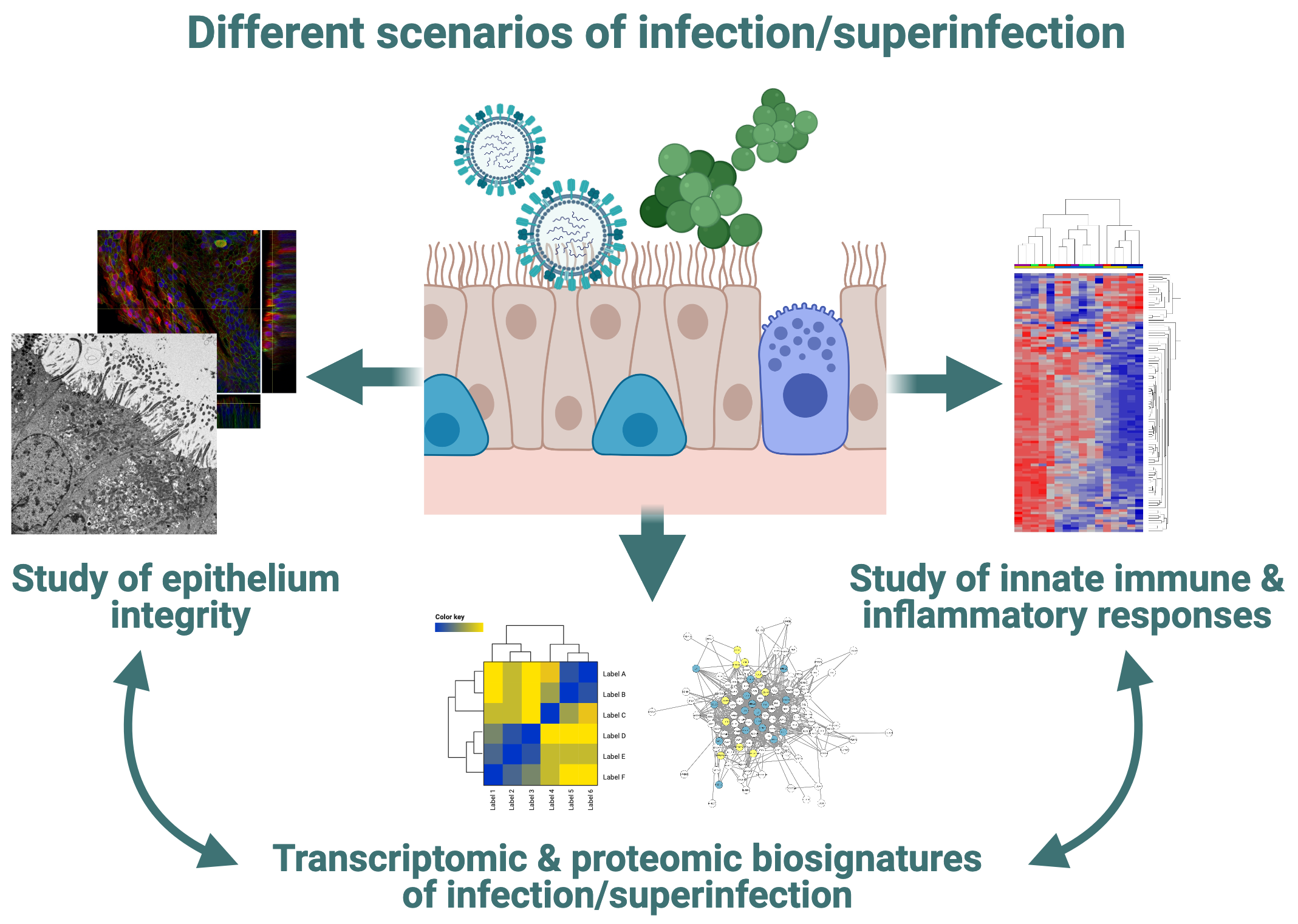Research – Respiratory coinfections